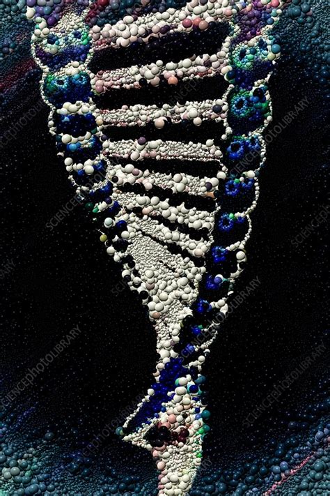 DNA Conceptual Illustration Stock Image F027 9807 Science Photo