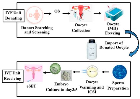 Can Cryopreservation In Assisted Reproductive Technology Art Induce