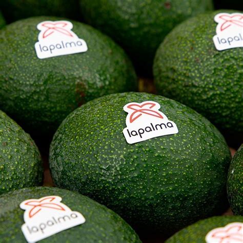 Aguacate Reed Granada La Palma