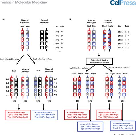 Figure 3 From A Forward Look At Noninvasive Prenatal Testing