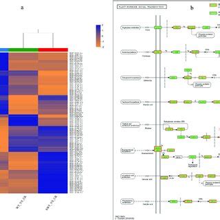 A Heatmaps Of DEGs That Were Enriched In Plant Hormone Signal