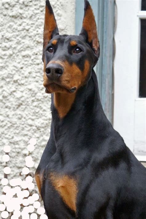 Pin On Perros