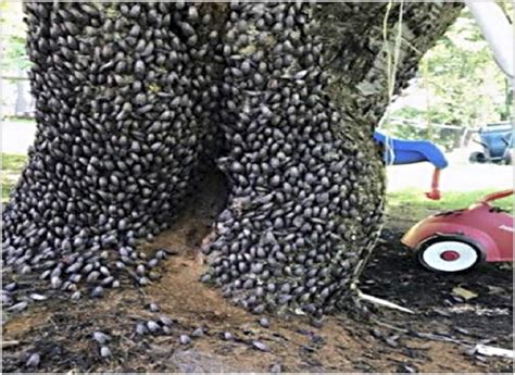 The Invasive Spotted Lanternfly Has Made Its Way Into New York