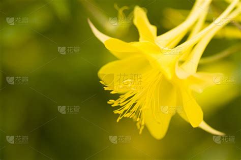 仅一朵花自然水平画幅无人夏天野生植物野花特有物种植物耧斗菜