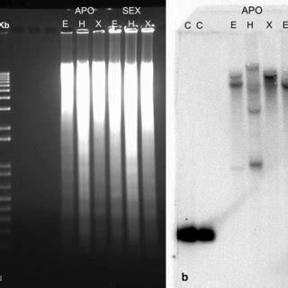 Genomic DNA Analysis Of Apomictic APO And Sexual SEX Brachiaria Download Scientific Diagram