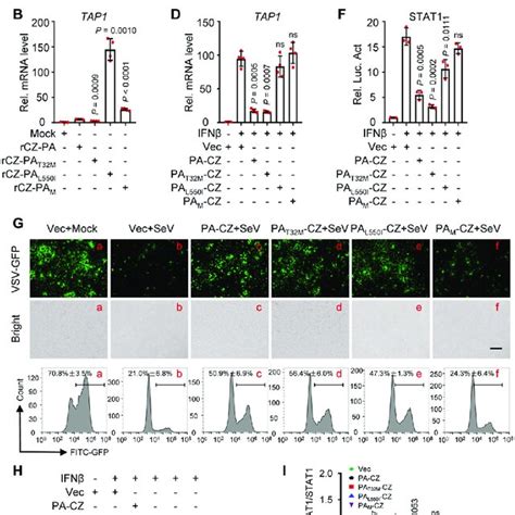 Aiv Pa Protein Inhibits Ifn Mediated Signaling A B Qpcr Analysis Of Download Scientific