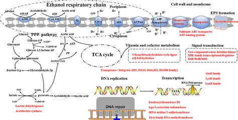 The Main Metabolic Pathways Related To Acetic Acid Tolerance Under