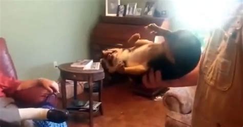 El Perro Que Se Hace El Muerto Y Se Paraliza Cuando Lo Alza Un Desconocido Infobae