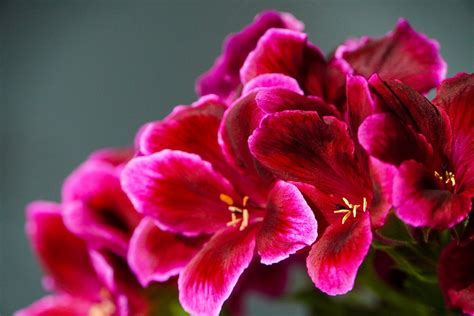 紫色天竺葵 花朵 性质 Pixabay上的免费照片 Pixabay