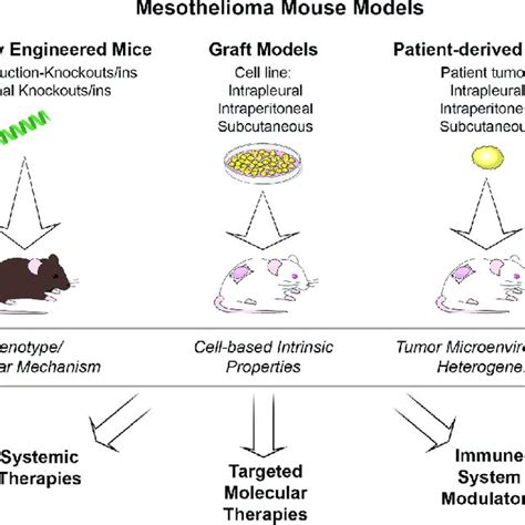 Classification Of Preclinical Models Of Mesothelioma For Drug
