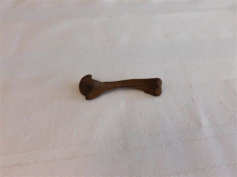 Turtle Femur Fossil Fossils And Artifacts For Sale Paleo Enterprises