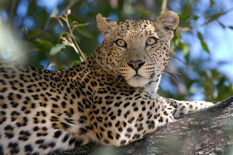 African Leopard Moggyblog