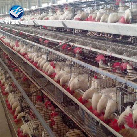 100 Chicken Hut Chicken Battery Cage Design Layer Cages Manufacturers