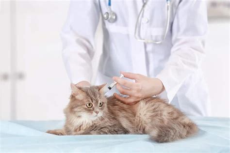 Fvrcp Vaccine For Cats Cost And Side Effects
