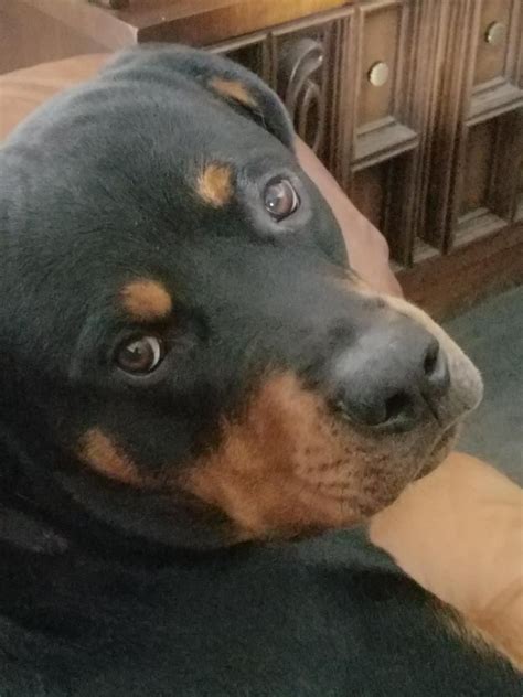 Rottweiler Puppies Rescue Ohio