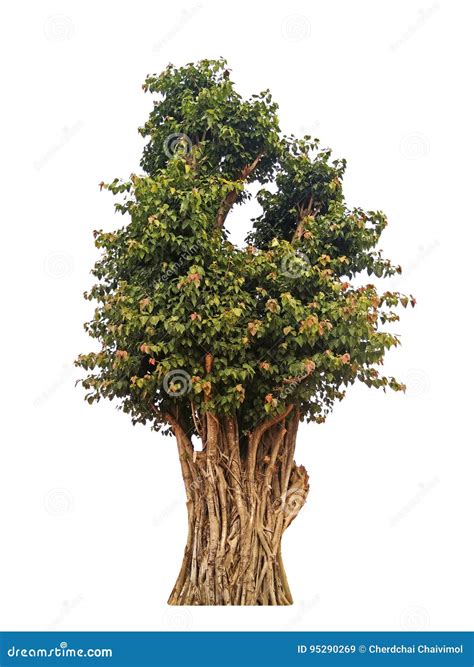 Sacred Fig Or Bodhi Tree On White Background Stock Image Image Of
