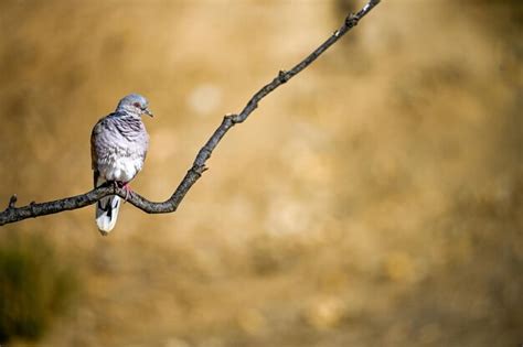 premium photo european turtle dove or streptopelia turtur perched on