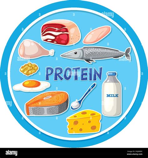 Variety Of Protein Foods Illustration Stock Vector Image And Art Alamy
