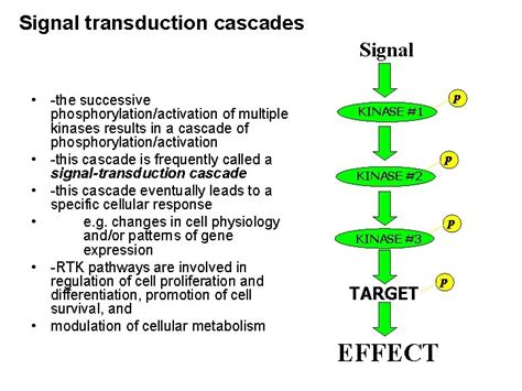 Receptorligand Interactions Cell Signaling Adhesion Motility Cell Migration