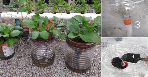 Diy Tanam Sayur Dalam Botol Kebun Guna Bahan Terbuang Kamu Bisa My