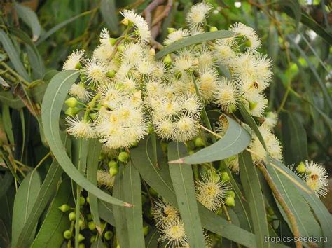 Эвкалипт (Eucalyptus lehmanniana): купить 10 семян с доставкой на ...