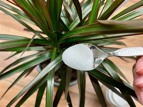 Чи можна підживлювати кімнатні рослини цукром користь чи шкода