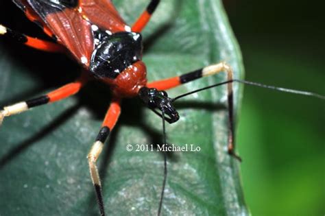 The Rainforests Of Borneo And Southeast Asia Assassin Bug