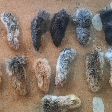 A Step By Step Guide To Trim Your Rabbits Nails With Pictures Clip
