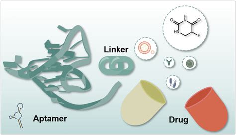 Recent Progress Of Aptamer‒drug Conjugates In Cancer Therapy Pmc