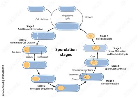 Spore Formation Diagram