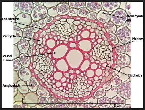 Endodermis Funktion