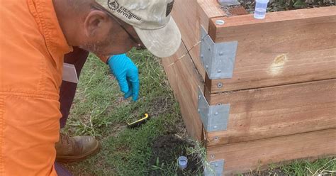 Blame Game Begins Over Fire Ant Outbreak Near Ballina The Land Nsw