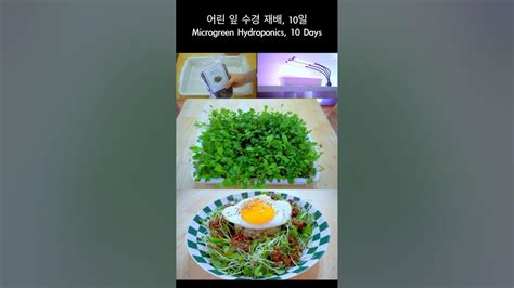 Microgreen Hydroponics 어린 잎 수경 재배 Shorts Youtube