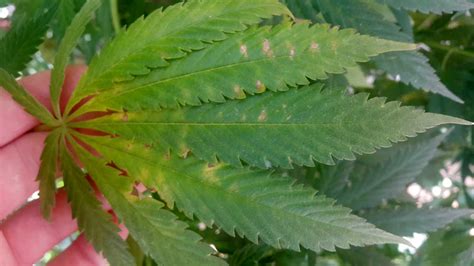 What Causes Brown Spots On Cannabis Leaves Grow Weed Easy