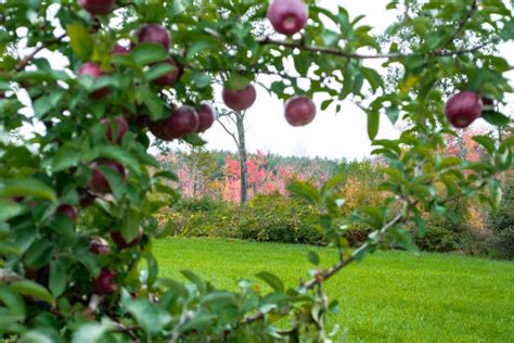 50 Macoun Photos Taleaux Et Images Libre De Droits Istock