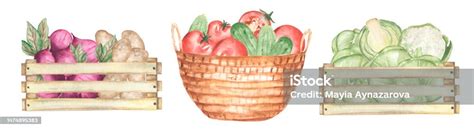나무 상자 그림에 수채화 야채 신선한 정원 야채 클립 아트 정원 수확 음식 클립 아트 부 끄 러운 뿌리 양배추 토마토 오이와 감자 10월에 대한 스톡 벡터 아트 및 기타