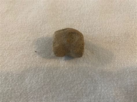 Dinosaur Toe Bone Ornithomimus Fossil Cretaceous 68 Myo Etsy
