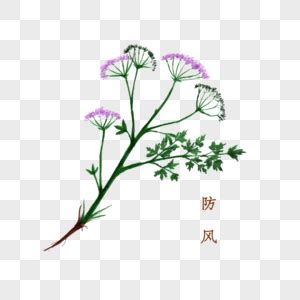 白芷中药材元素素材下载 正版素材401059548 摄图网