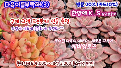 다육이를부탁해 3 예쁜 다육이 가격 착하게 들어온 폴라리하트 4000~ 애성 3000 ~ 새로운다육 에비앙로즈 Youtube