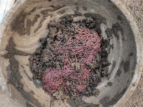 Powder Eisenia Fetida Earthworms For Vermicomposteisenia Fertida Box