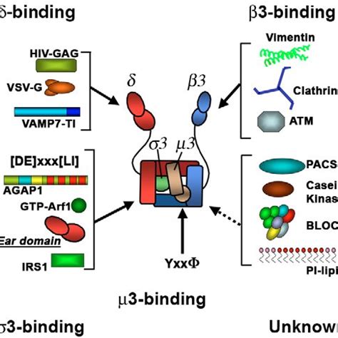 Nomenclature and structure of AP-3 subunit isoforms. (A) AP-3 subunit ...