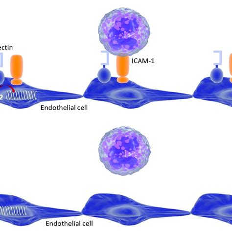 Interactions Between Liver Sinusoidal Endothelial Cells And Neutrophils