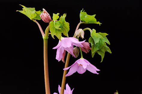 トガクシショウマ 中越植物園オンラインショップ