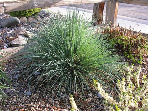 Blue Avena Grass Blue Oat Grass Wyoming Plant Company