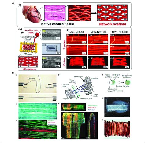 A An Interwoven Aligned Conductive Nanofiber Yarnhydrogel Hybrid Download Scientific