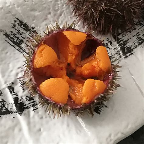 大连刺锅黄金虾夷黄胆小平岛海刺猬新鲜紫胆即食刺身鲜活马粪海胆 虎窝淘