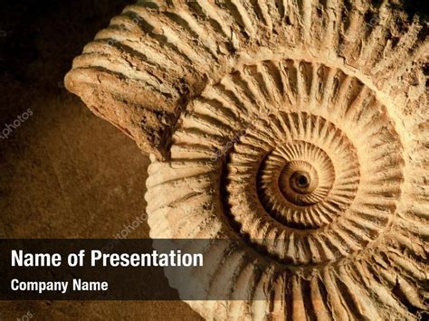 Closeup Of An Ammonite Prehistoric Fossil On A Ceramic Textured