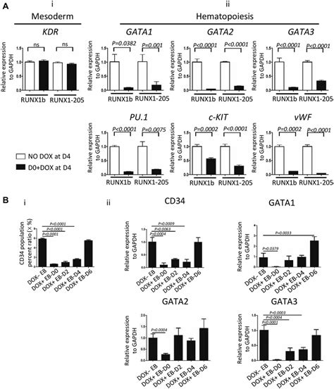 Induction Of Runx1b And Runx1 205 Overexpression At Early Stage In
