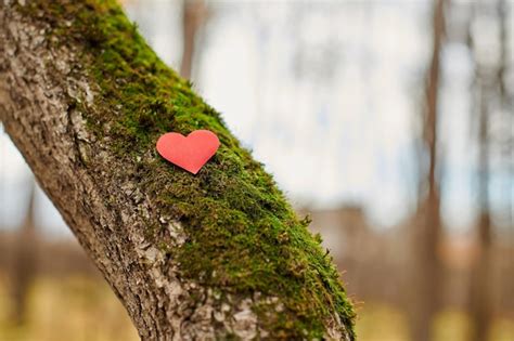 Premium Photo Close Up Of Heart Shape On Tree Trunk
