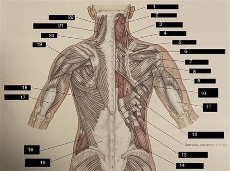Spine Thorax Muscle Pictures Flashcards Quizlet
